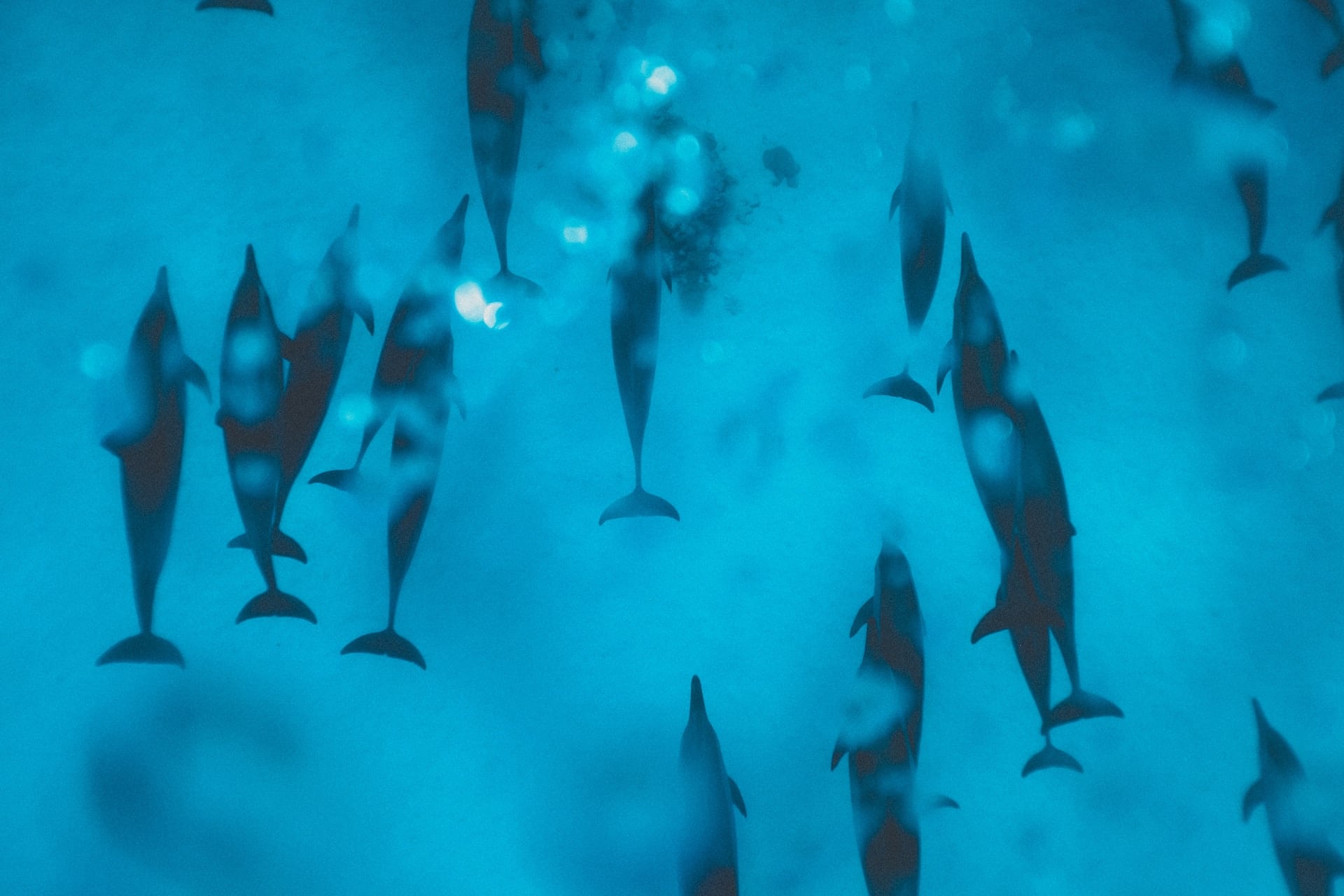 How to Migrate from MariaDB to MySQL HeatWave | mysql