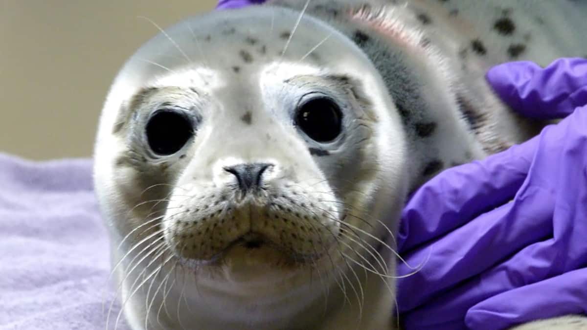 Helping The Marine Mammal Center save animals and educate people ...